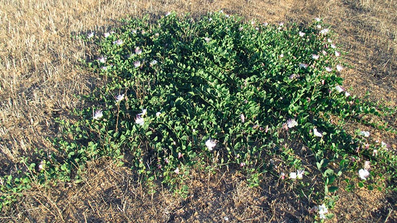 Posibilidades del cultivo de la alcaparra en España