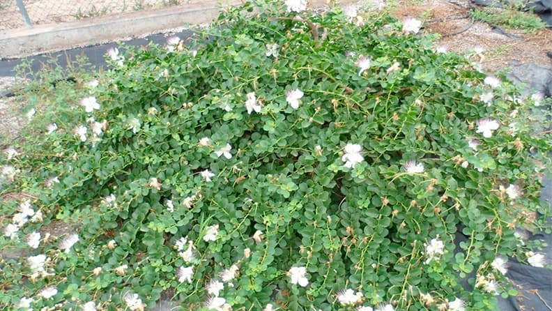 Posibilidades del cultivo de la alcaparra en España