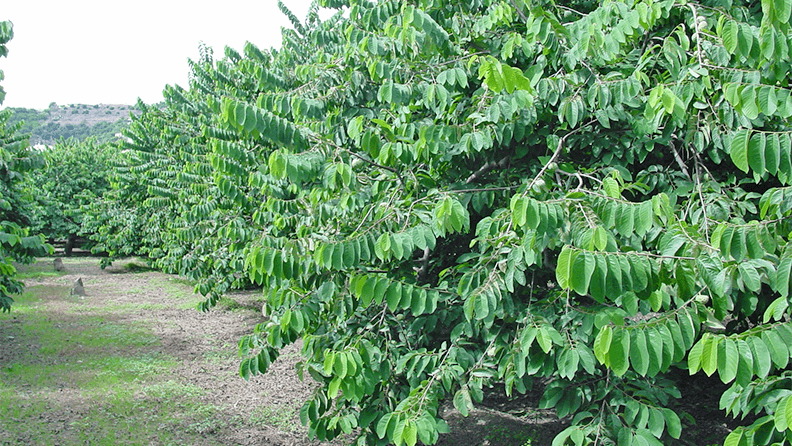 La chirimoya: el tesoro tropical de España