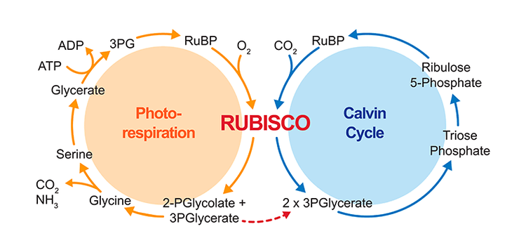 Rubisco, la proteína de alta calidad con la que se pretende sustituir a ...