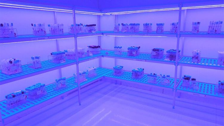 El Banco de Germoplasma de Patata (Solanum tuberosum L.) en NEIKER