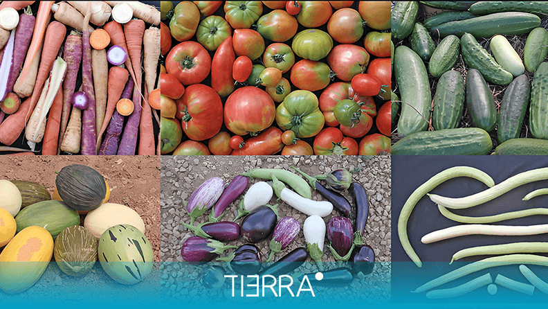 El Banco de Germoplasma del Instituto de Conservación y Mejora de la ...