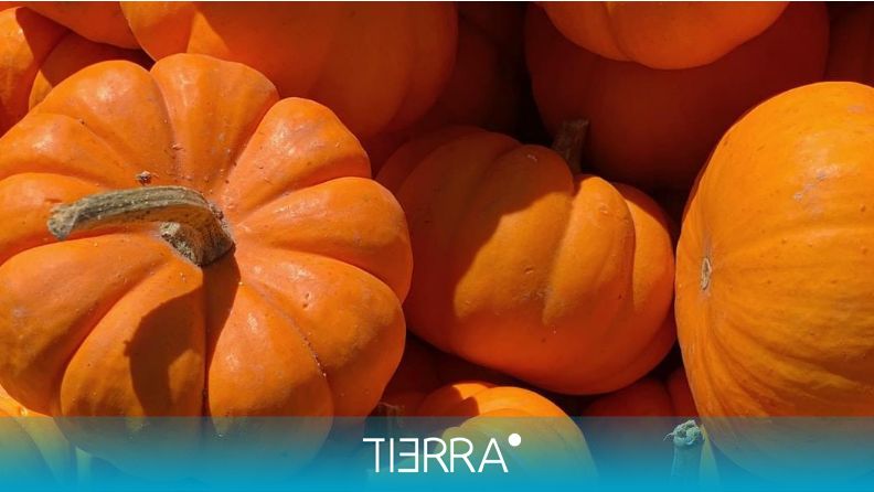 El Huerto. Conservación de las calabazas