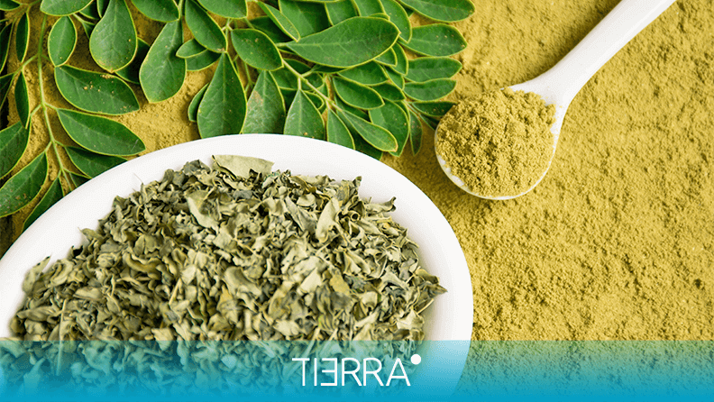 ¿Por qué es la moringa una alternativa para el campo español? Todas las ...