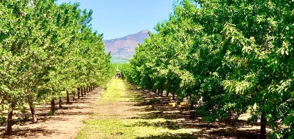 III Forum Internacional del almendro y el pistacho - Tecnología y ...