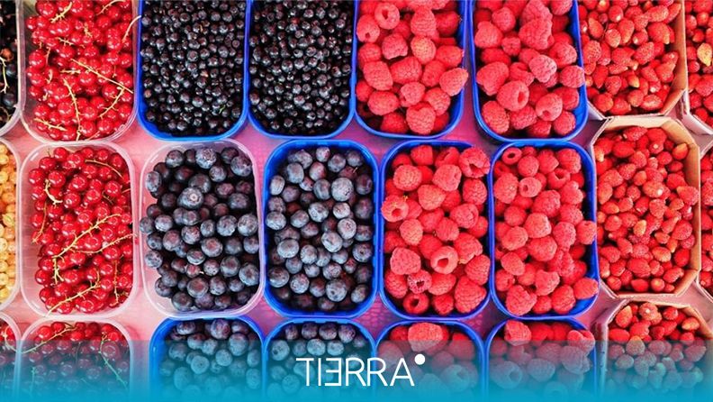 MERCADOS | Frutos rojos 2021/22