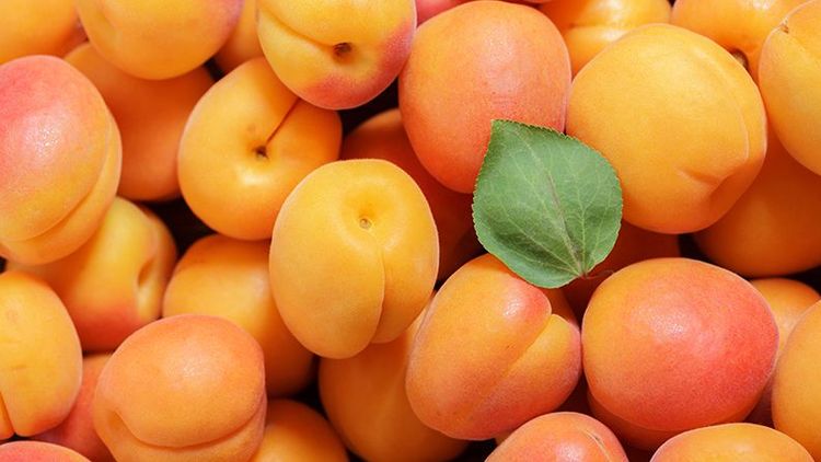 Variedades de albaricoque tolerantes al virus de la sharka