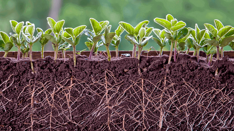 Los beneficios de los hongos de suelo en la producción agrícola: trichodermas y micorrizas