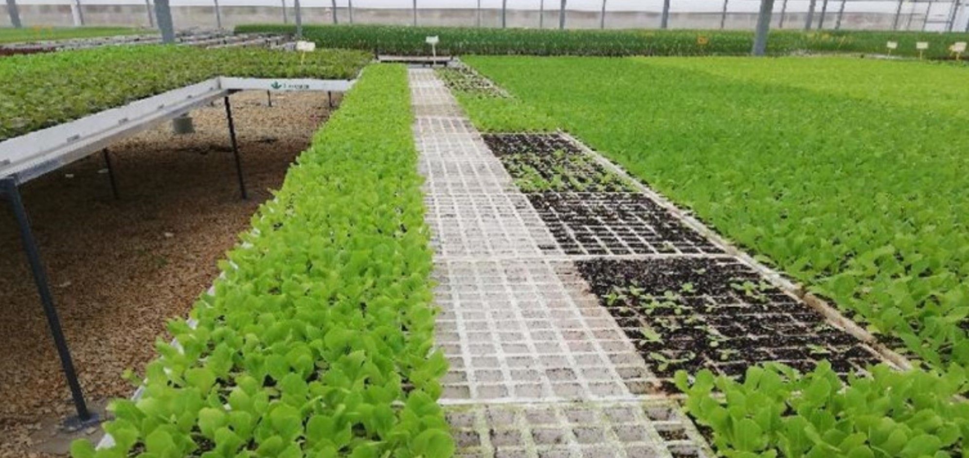 Manejo de las plantas en el semillero y en los primeros días en el invernadero