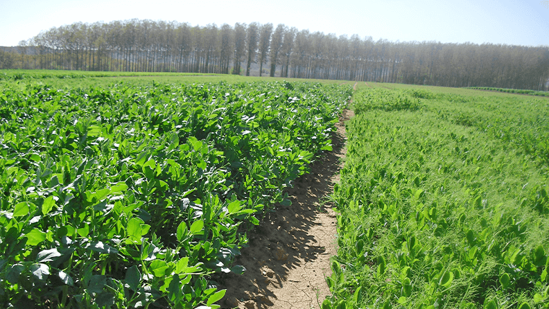 Las leguminosas autóctonas y su futuro en ganadería