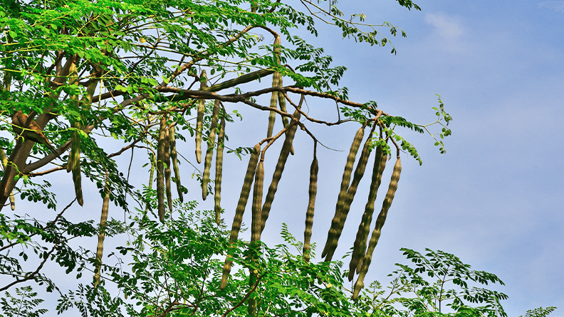 ¿Por qué es la moringa una alternativa para el campo español? Todas las ...